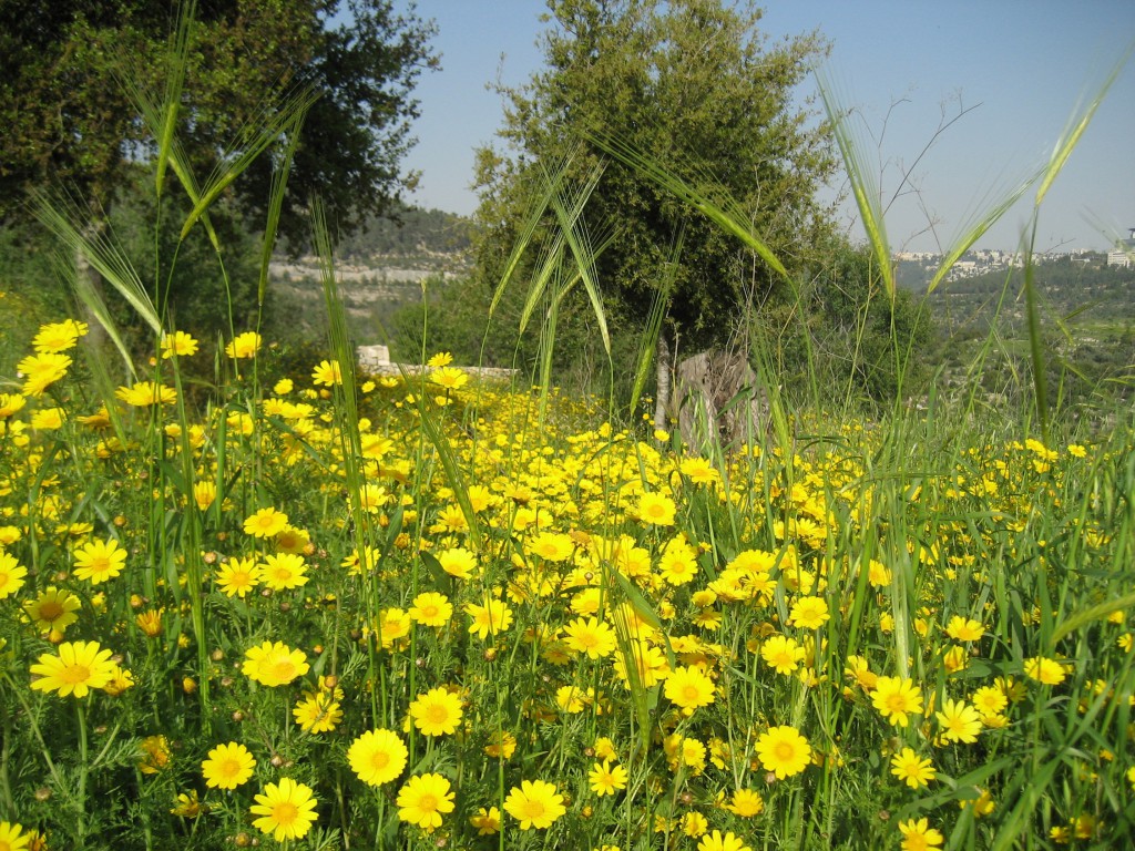 Granjas Orgánicas en Israel - Eco Tour | Eco Tourism | Israel Tours ...